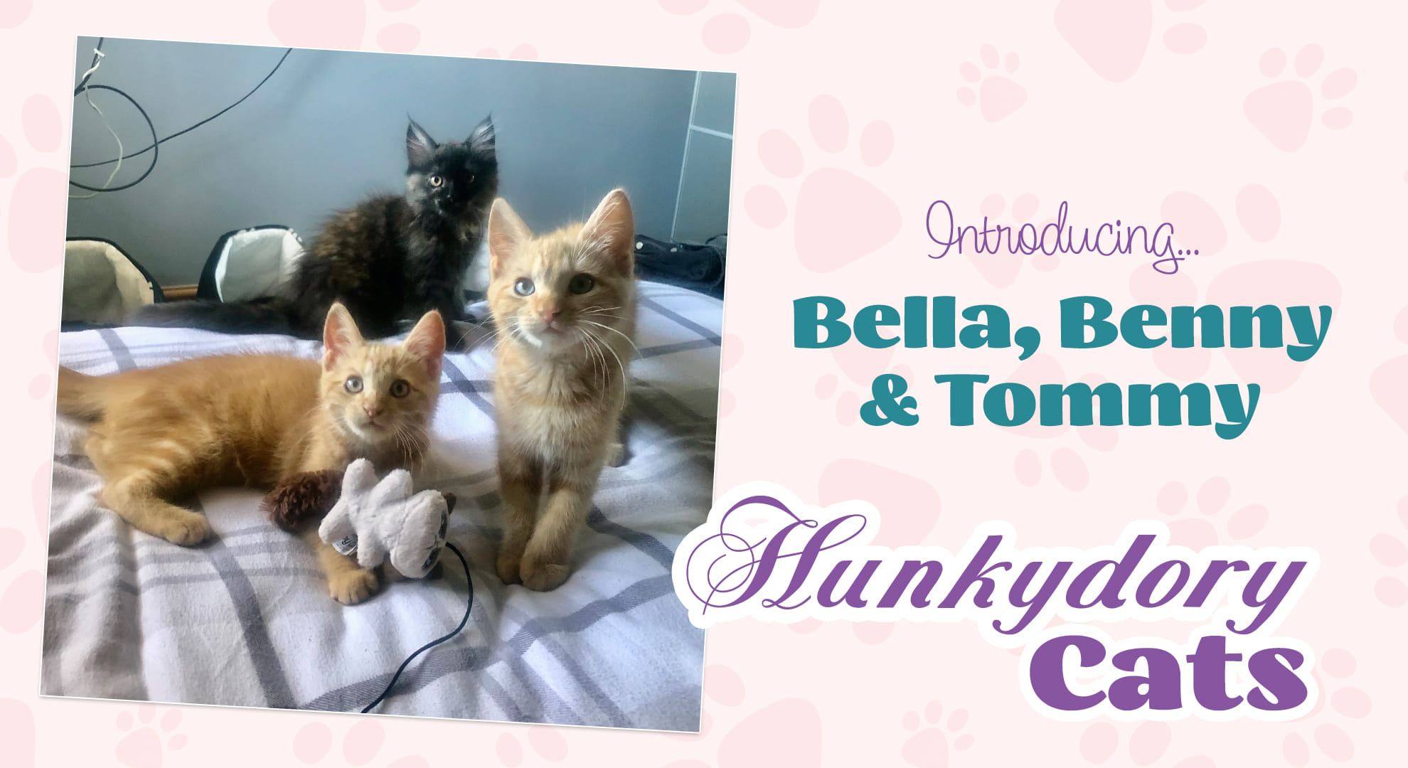 Hunkydory Cats | Hunkydory Crafts