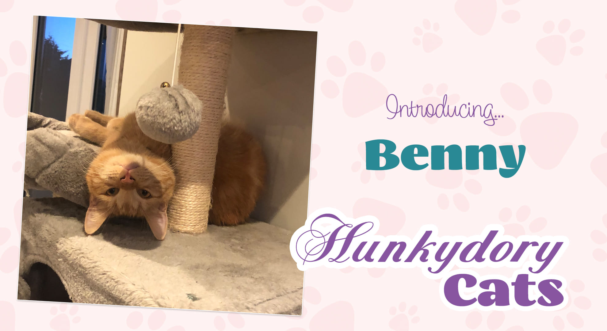 Hunkydory Cats | Hunkydory Crafts